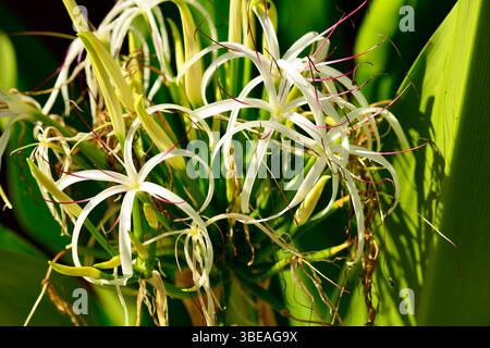 Flower in Raja Empat islands,West Papua province,Eastern Indonesia ...