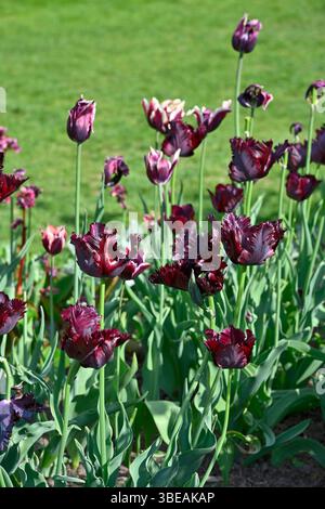 Dark red fringed tulips (Tulipa) Vincent van Gogh bloom in a garden in ...