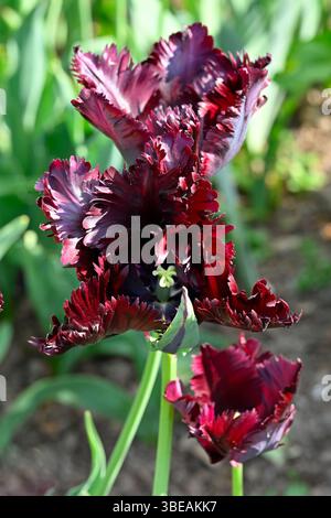 Dark red fringed tulips (Tulipa) Vincent van Gogh bloom in a garden in ...