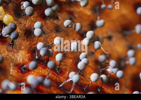 Filamentous fruit slime mould (Badhamia utricularis Stock Photo - Alamy