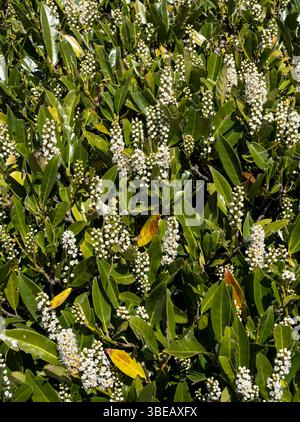 Laurel hedging flowers Stock Photo - Alamy