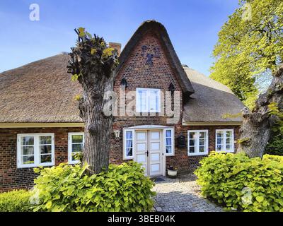 Uthlandfriesian house, typical, small thatched-roof houses with gables ...