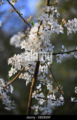 Cherry plum, myrobalan, myrobalan tree, cherry plum tree, Turkish plum ...