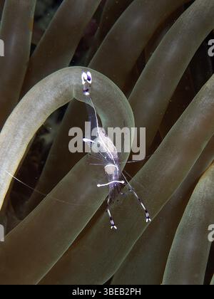 Red Sea partner shrimp (Periclimenes longicarpus Stock Photo - Alamy