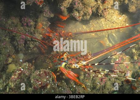 Crested langoustine (Panulirus homarus rubellus Stock Photo - Alamy