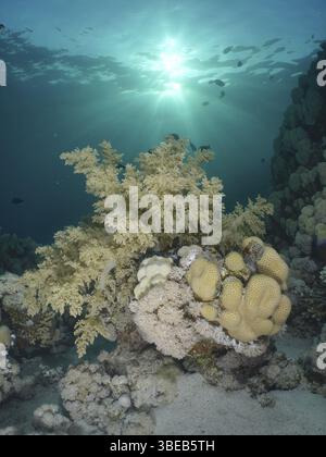 Broccoli tree (Litophyton arboreum Stock Photo - Alamy