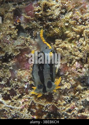 A Crowned nudibranch (Polycera capensis) underwater on the reef with ...