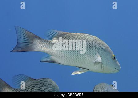 Mangrove snapper (Lutjanus argentimaculatus Stock Photo - Alamy