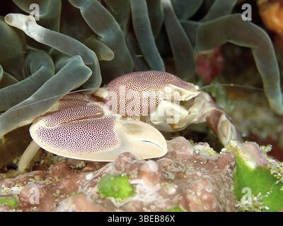 Spotted porcelain crayfish (Neopetrolisthes maculatus Stock Photo - Alamy