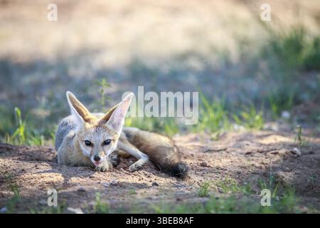 Cape fox laying in the sand in the Kgalagadi Transfrontier Park, South ...