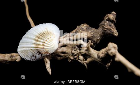 Cerastoderma edule shell on driftwood Stock Photo - Alamy