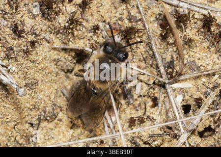 Spring silk bee (Colletes cunicularius Stock Photo - Alamy