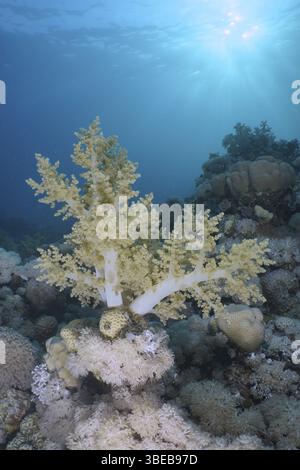 Broccoli tree (Litophyton arboreum Stock Photo - Alamy