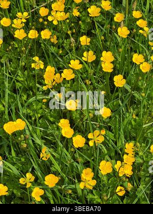 Meadow buttercups, wild flowers growing in a field margin in English ...