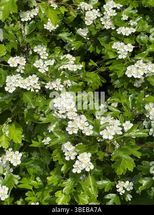 Hawthorn, Whitethorn or May Tree (crataegus monogyna), close up of the ...