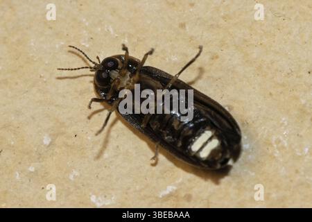 Small firefly (Lamprohiza splendidula Stock Photo - Alamy
