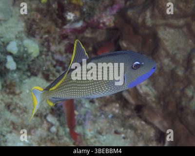 Blue-throated triggerfish (Xanthichthys auromarginatus Stock Photo - Alamy