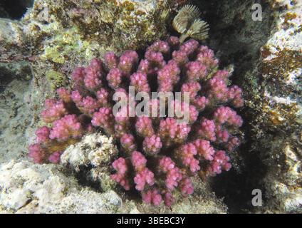 Raspberry coral (Pocillopora damicornis Stock Photo - Alamy