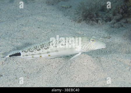 Blackspotted sand perch (Parapercis hexophthalma Stock Photo - Alamy