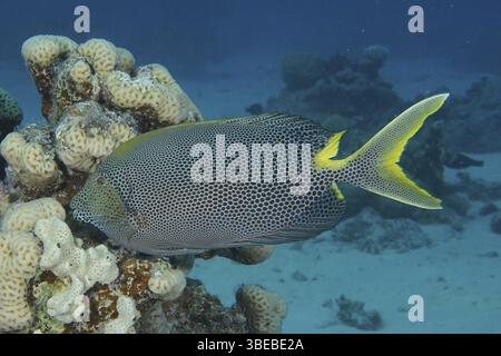 Spotted rabbitfish (Siganus stellatus laqueus) Fish. Dive site Mangrove ...