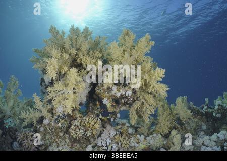 Broccoli tree (Litophyton arboreum Stock Photo - Alamy