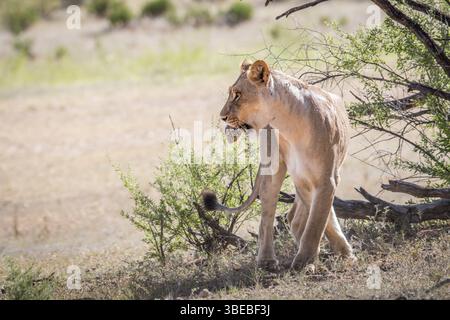 Lioness with a Leopard tortoise in her mouth in the Kgalagadi ...