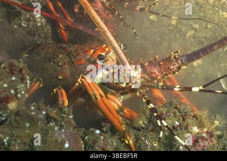 Crested langoustine (Panulirus homarus rubellus Stock Photo - Alamy