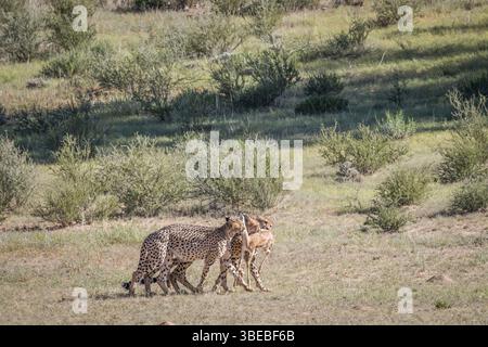 Cheetahs with a baby Springbok kill in the Kgalagadi Transfrontier Park ...