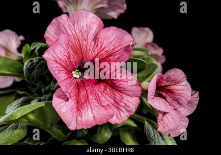 Beautiful Blooming pink Petunia hybrid grandiflora Limbo flowers on a ...