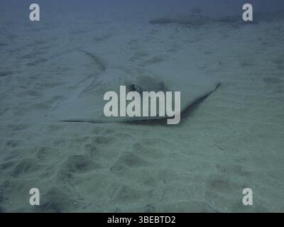 Dragon stingray (Jenkins' whipray Trygon jenkinsii Himantura jenkinsii ...