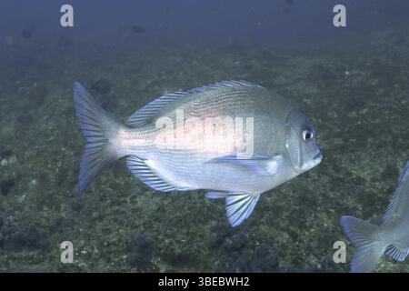 Bronze bream (Pachymetopon grande Stock Photo - Alamy