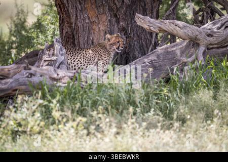 Cheetah starring from under a tree in the Kgalagadi Transfrontier Park ...
