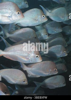 Slinger sea bream (Chrysoblephus puniceus) against a black background ...