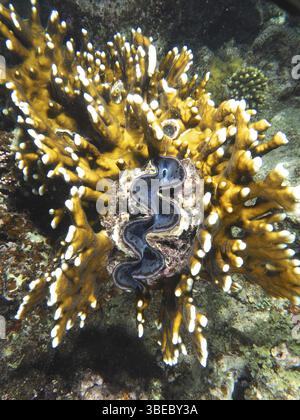 Common giant clam (Tridacna maxima Stock Photo - Alamy