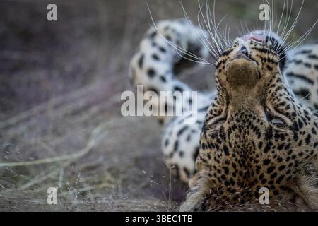 Close up of Leopard laying in the grass in the Kruger National Park ...