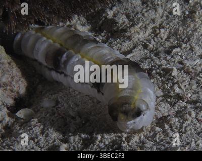 Feather Mouth Sea Cucumber, Synapta or Synaptula sp. Appears to be an ...