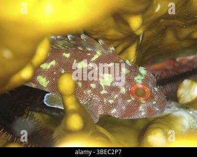 A Yellow-spotted Scorpionfish (Sebastapistes cyanostigma) in the Red ...