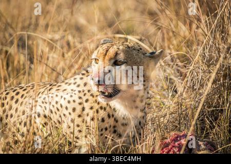 Cheetah feeding on a Mountain reedbuck in the Kruger National Park ...