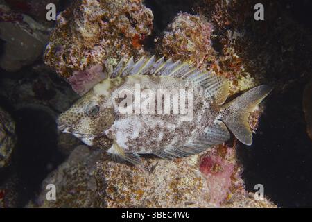 Spotted rabbitfish, night colouring (Siganus stellatus laqueus Stock ...