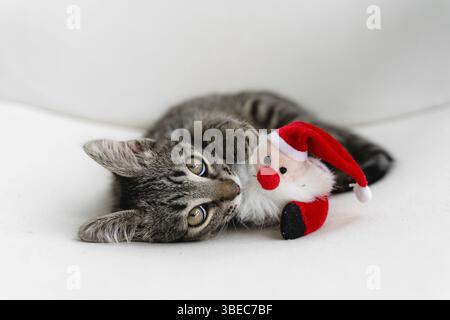Cat plays with Christmas and New year gift box wrapped in paper and ...