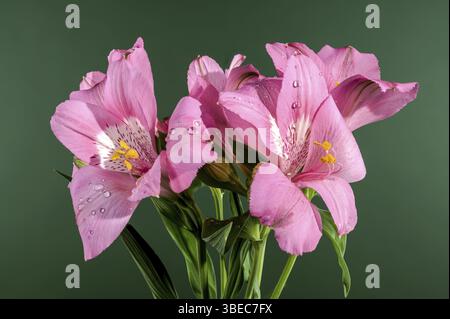 Beautiful pink Alstroemeria flower on a green background. Place for ...