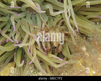 Long-legged ghost crab (Macropodia sp Stock Photo - Alamy