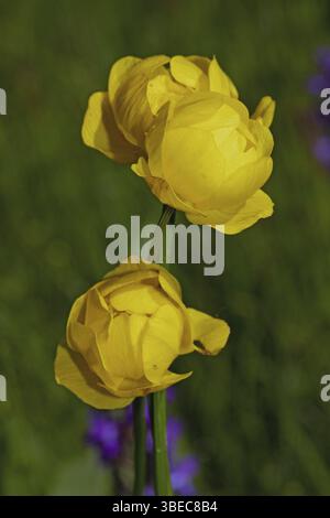 Trollflower (Trollius europaeus Stock Photo - Alamy