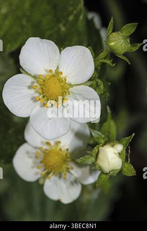 A strawberry Fragaria plant with two open white flowers, three closed ...