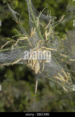 Weeping cherry moth (Yponomeuta evonymella Stock Photo - Alamy
