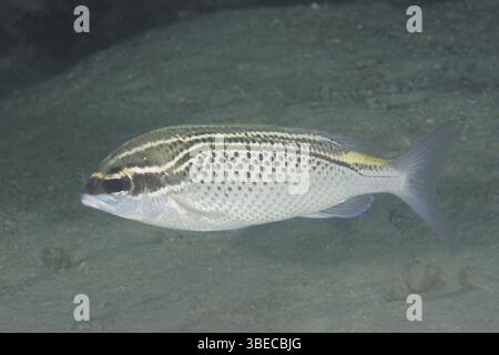 Arabian monocle bream (Scolopsis ghanam Stock Photo - Alamy