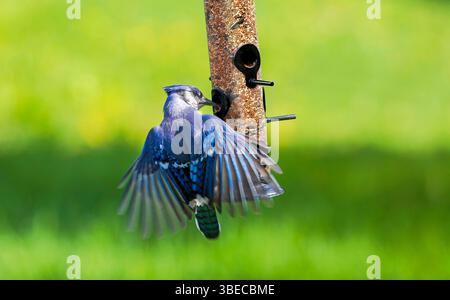blue jay eating seed at a bird feeder Stock Photo - Alamy