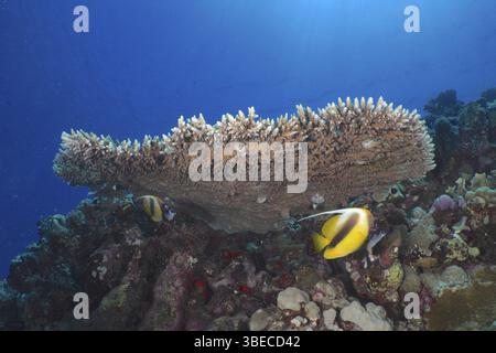 Pharaoh's antler coral (Acropora pharaonis Stock Photo - Alamy