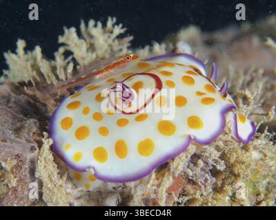 Ringed star snail (Chromodoris annulata Stock Photo - Alamy