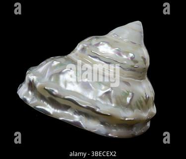 A Pearlized Wavy Turban Seashell Astraea turbanicum resting on a piece ...